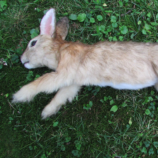 Wild Animal Props – Dapper Cadaver Props