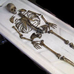 Dapper Cadaver - Realistic Body, Animal, Science & Halloween Props ...