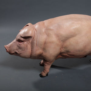 Animal Props - Animal Skulls, Taxidermy & Stunt Doubles – Dapper ...