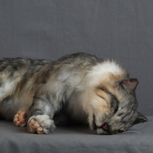 Animal Props - Animal Skulls, Taxidermy & Stunt Doubles – Dapper ...