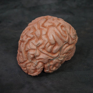 Fake Body Parts - Heads, Limbs, Organs & More – Dapper Cadaver Props