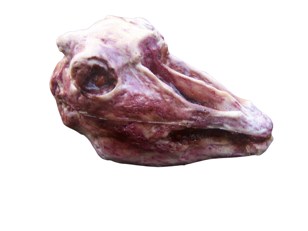 Skinned Goat Head Prop – Dapper Cadaver Props