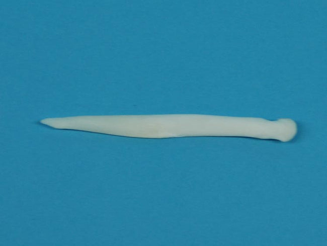 Deer Needle Bone – Dapper Cadaver Props