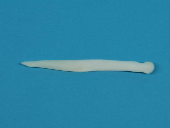 Deer Needle Bone – Dapper Cadaver Props