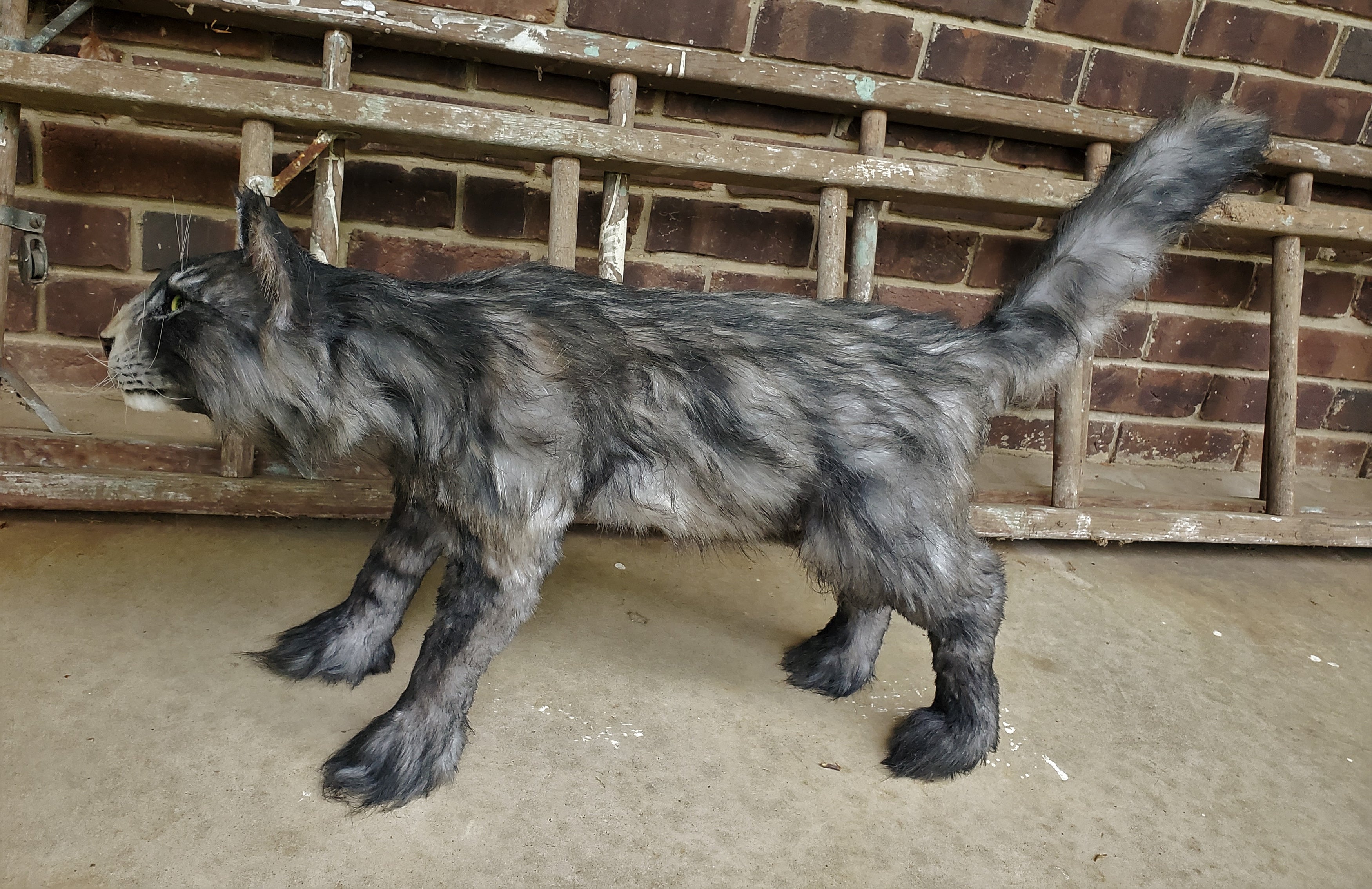 Balinese Long-Hair Cat Prop – Dapper Cadaver Props