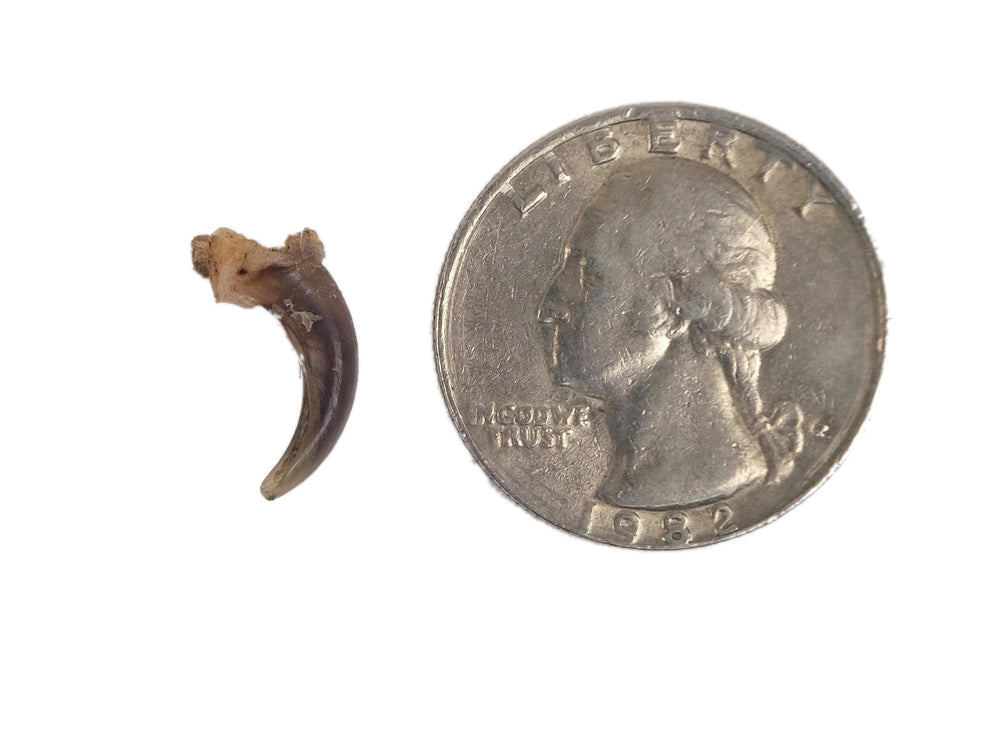 Gray Fox Claw – Dapper Cadaver Props