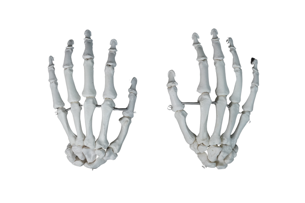Skeleton Hands Pair Bone Replica – Dapper Cadaver Props