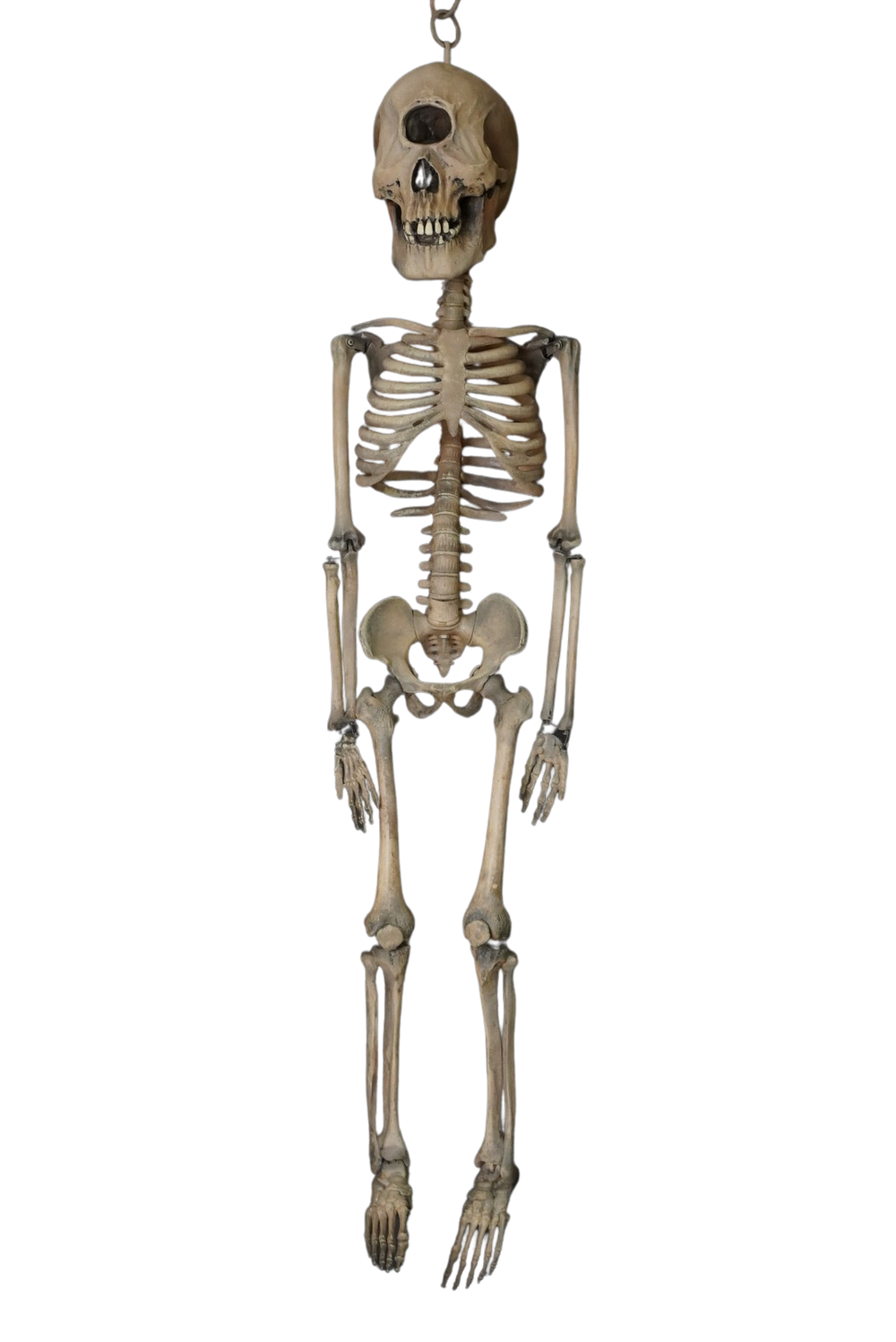 3 Ft. Cyclops Skeleton – Dapper Cadaver Props