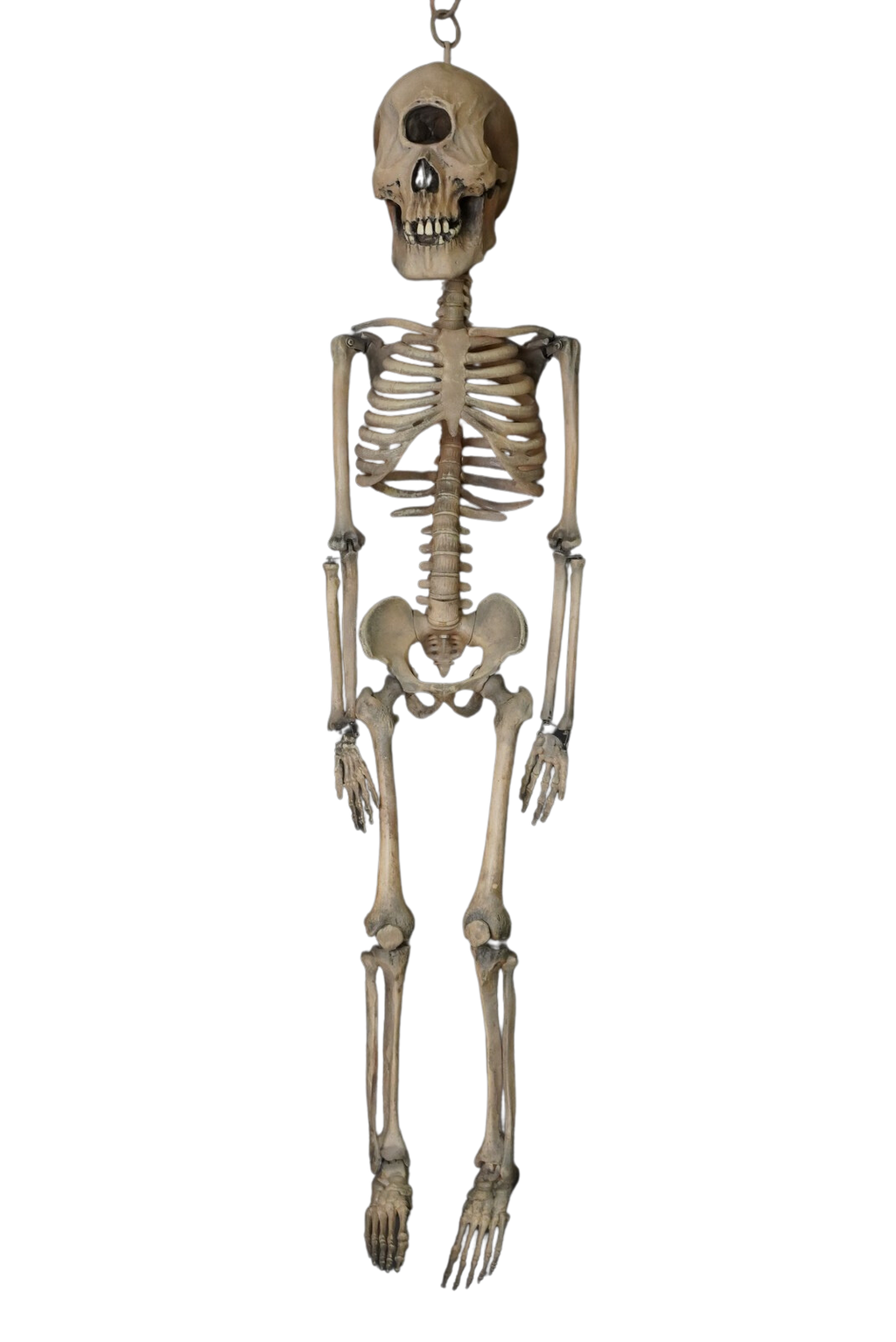 3 Ft. Cyclops Skeleton – Dapper Cadaver Props