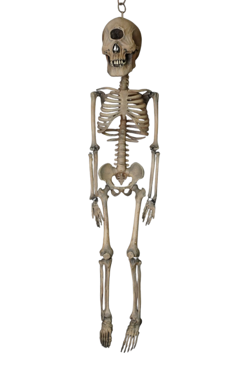 3 Ft. Cyclops Skeleton – Dapper Cadaver Props