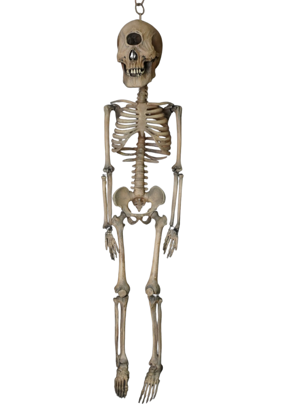 3 Ft. Feejee Mermaid Prop – Dapper Cadaver Props