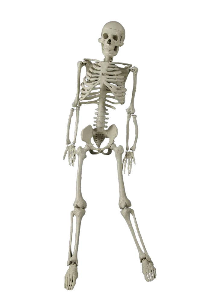 3 ft Articulated Skeleton – Dapper Cadaver Props