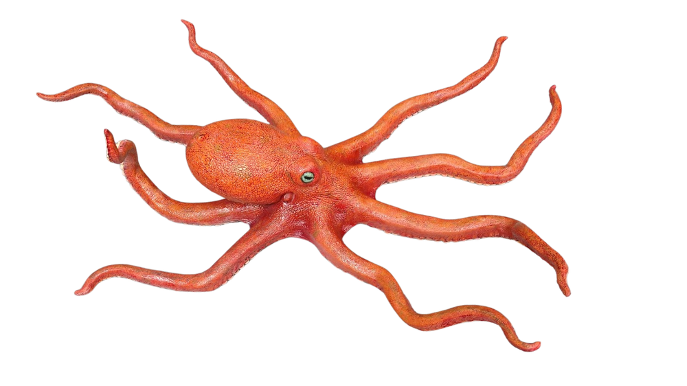 4ft Poseable Octopus – Dapper Cadaver Props