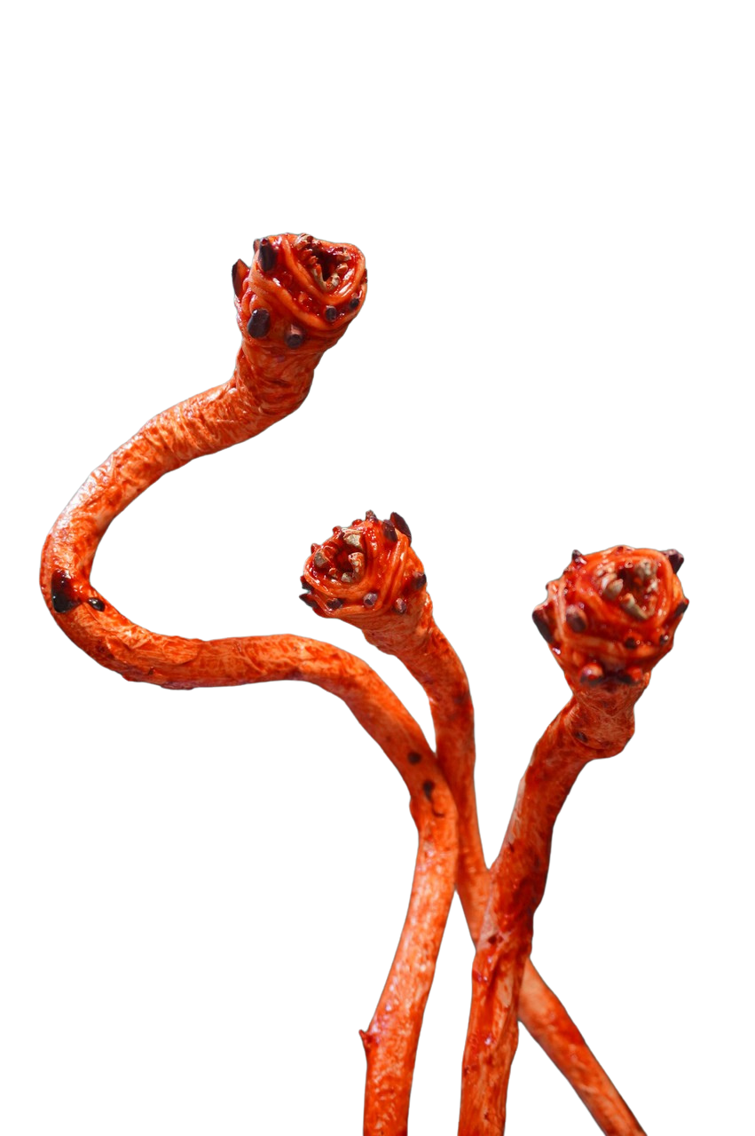 Poseable Parasitic Worms set of 3 – Dapper Cadaver Props