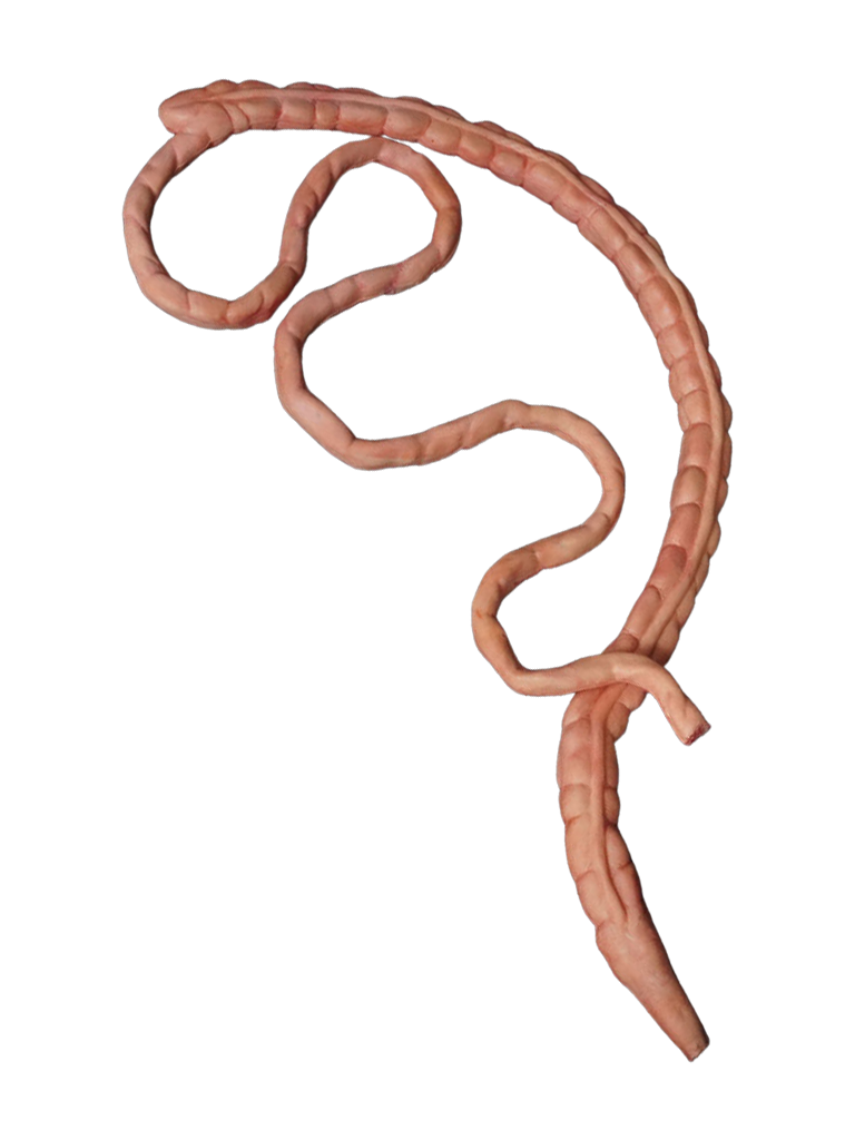 8ft Foam Rubber Intestines Prop – Dapper Cadaver Props