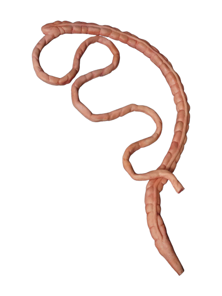 8ft Foam Rubber Intestines Prop – Dapper Cadaver Props