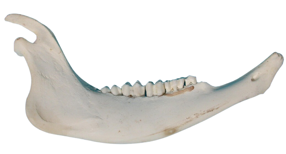 Animal Skulls, Skeletons & Bones - Dapper Cadaver – Dapper Cadaver Props