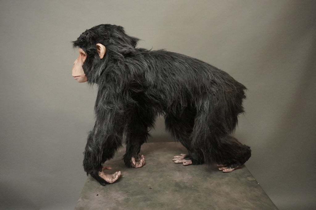 Capuchin Monkey Prop – Dapper Cadaver Props