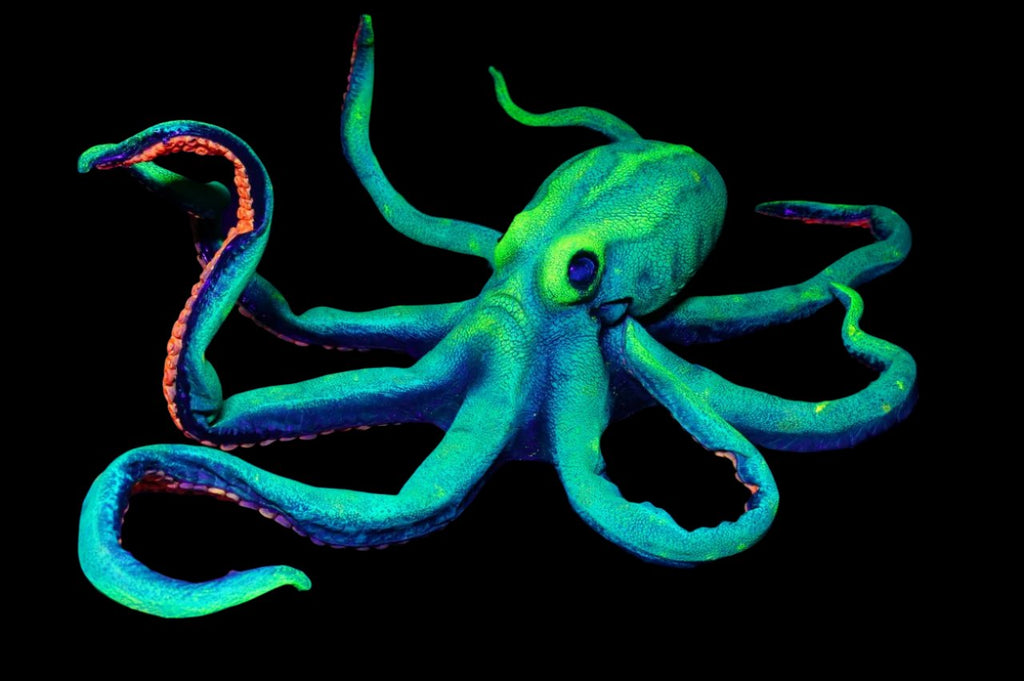 4ft Blacklight Glow Octopus – Dapper Cadaver Props