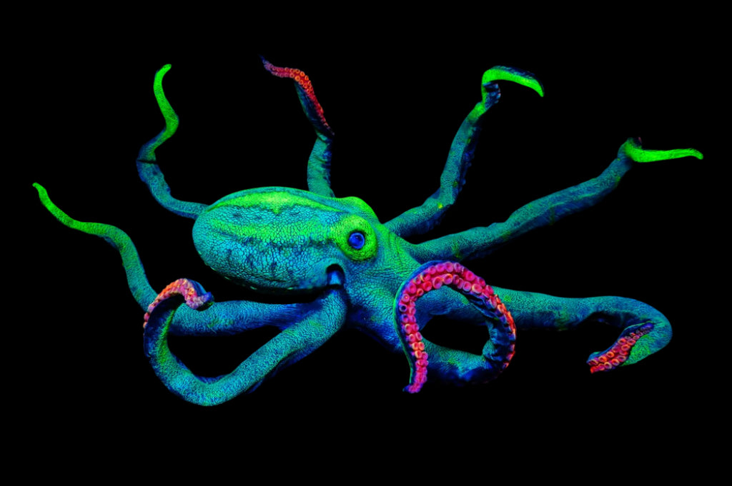 4ft Blacklight Glow Octopus – Dapper Cadaver Props