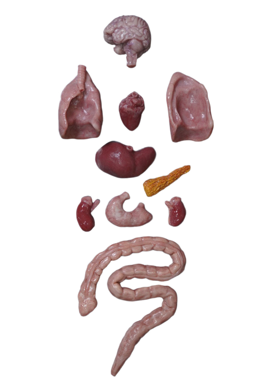 Silicone Organ Set – Dapper Cadaver Props