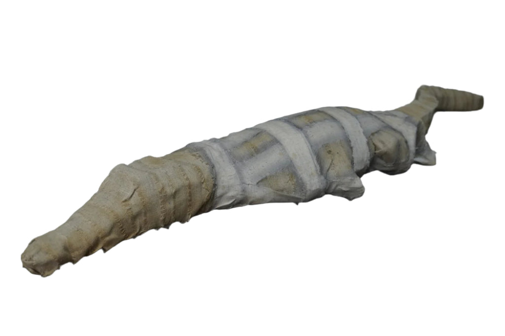 Ancient Egyptian Crocodile Mummy Replica Prop – Dapper Cadaver Props