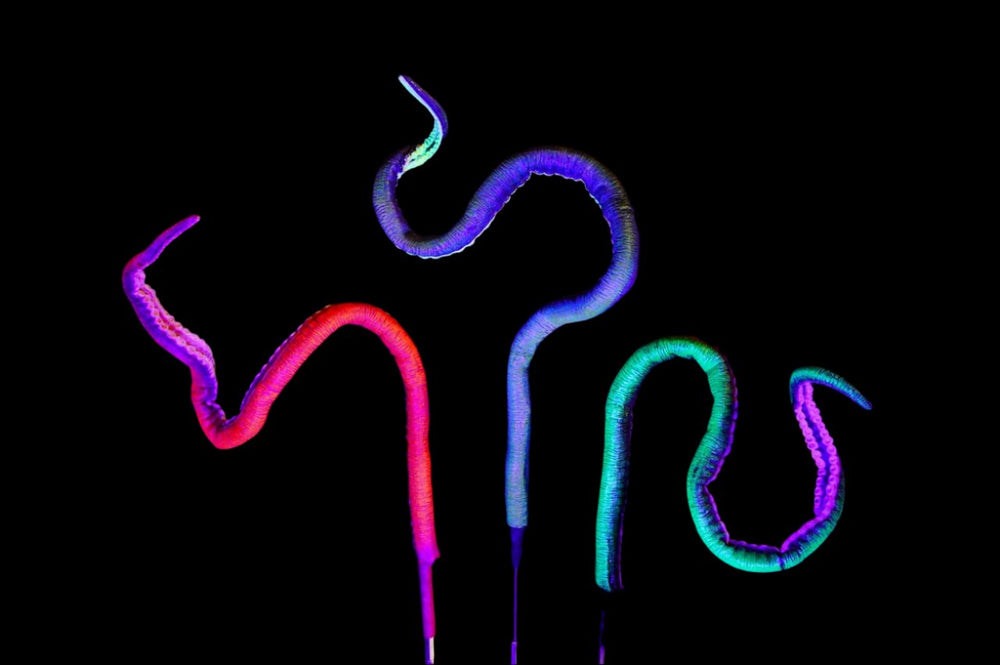 Alien Props & Decor – Dapper Cadaver Props