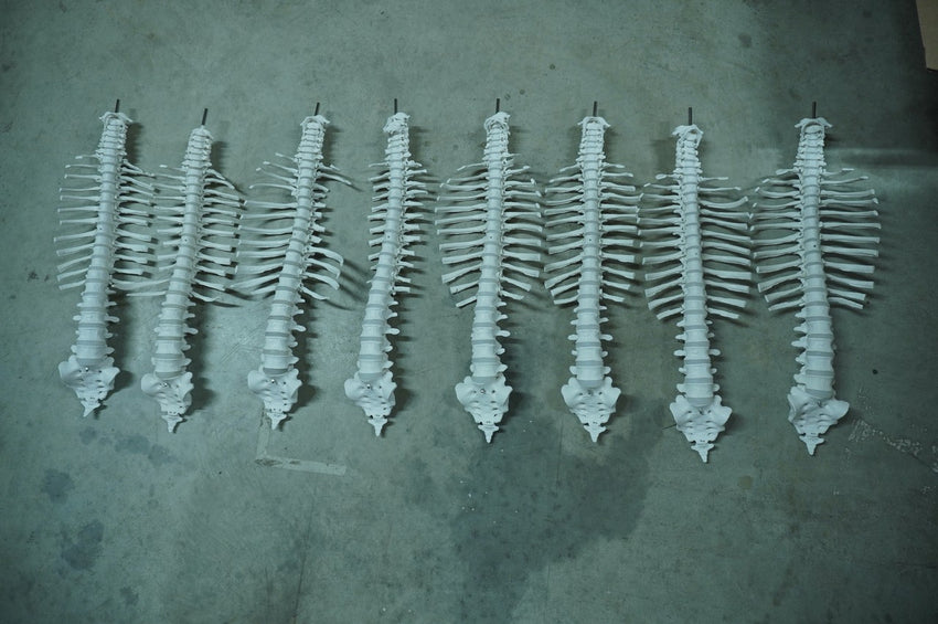 Open Ribcage Prop – Dapper Cadaver Props