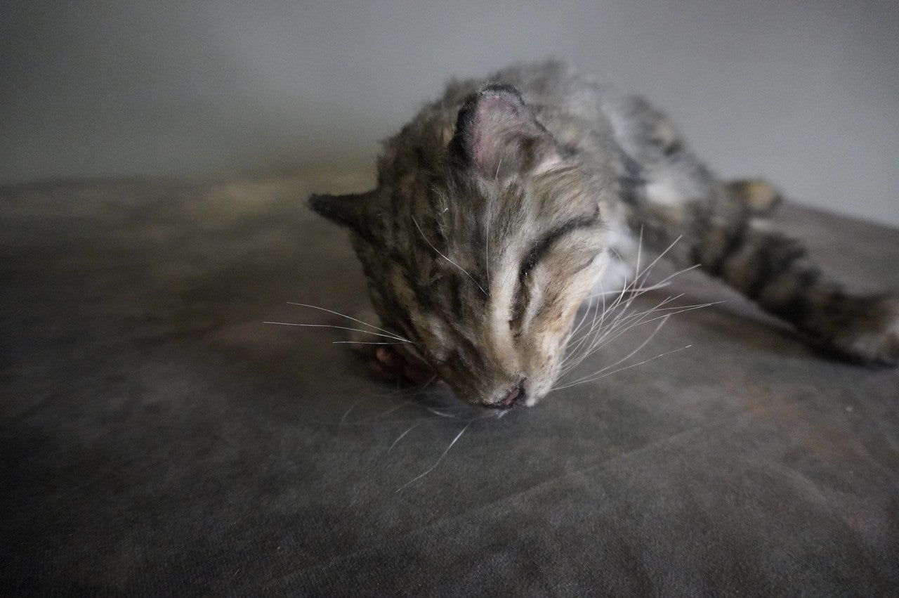 Resting Gray Tabby Cat Prop – Dapper Cadaver Props