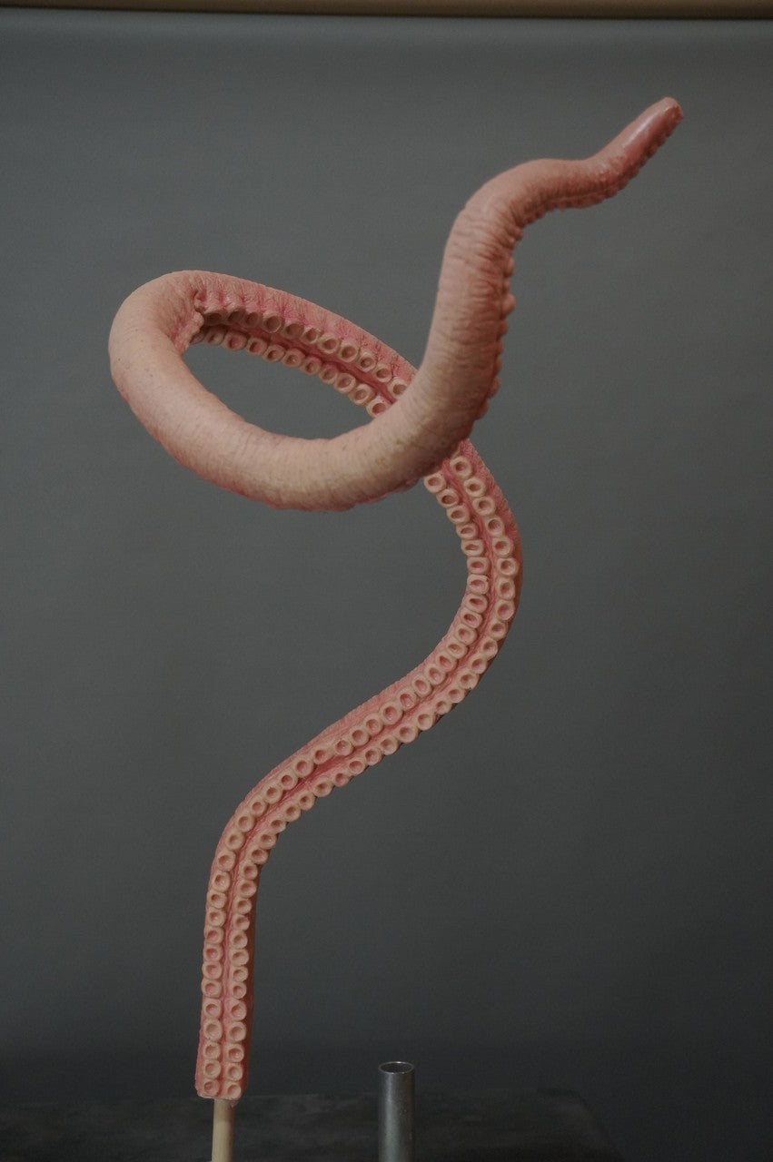 5ft Long Poseable Giant Octopus Tentacle – Dapper Cadaver Props