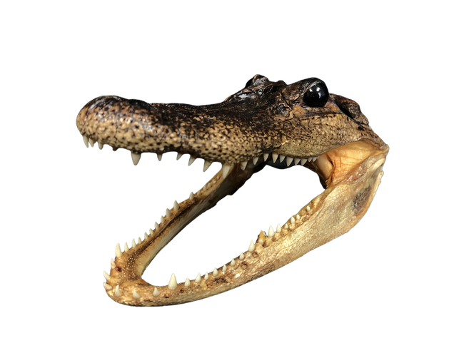 Taxidermy Alligator Head – Dapper Cadaver Props
