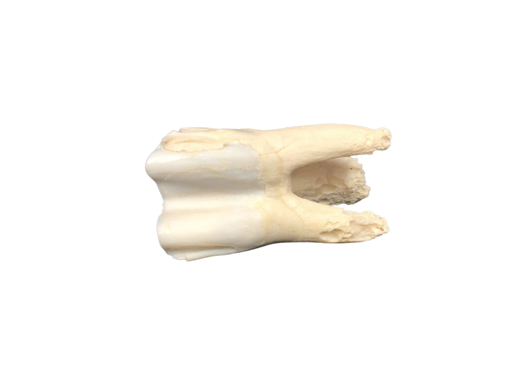 Cow Tooth – Dapper Cadaver Props