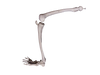 Full Skeletal Leg – Dapper Cadaver Props