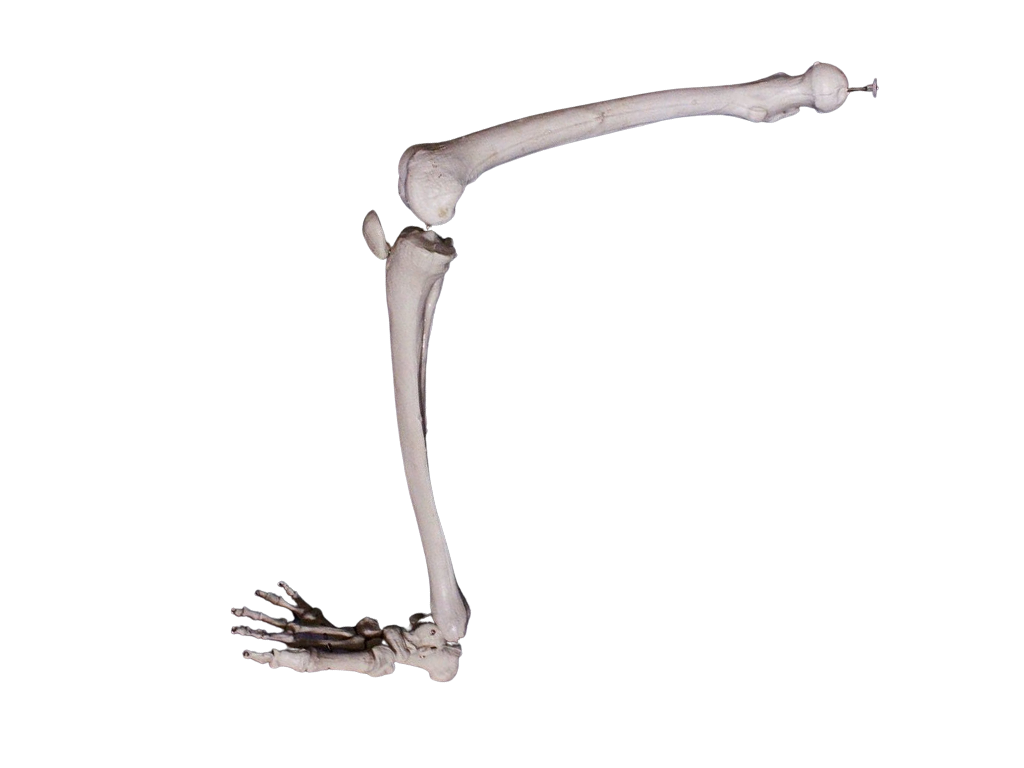 Full Skeletal Leg – Dapper Cadaver Props