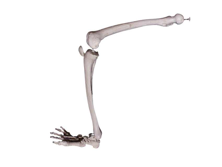 Full Skeletal Leg – Dapper Cadaver Props