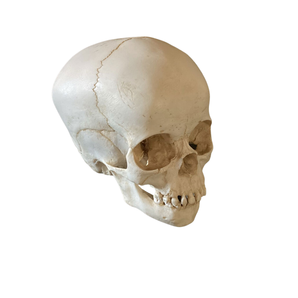 Toddler Lifecast Skull Replica – Dapper Cadaver Props