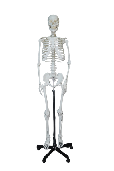 Prop Skeletons, Skull Replicas & Bones for Halloween & Productions ...