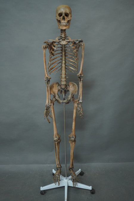 Open Rib Skeleton – Dapper Cadaver Props