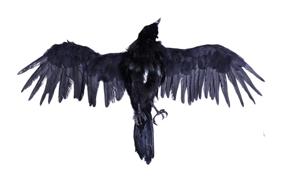 Replica Dead Crow Prop – Dapper Cadaver Props