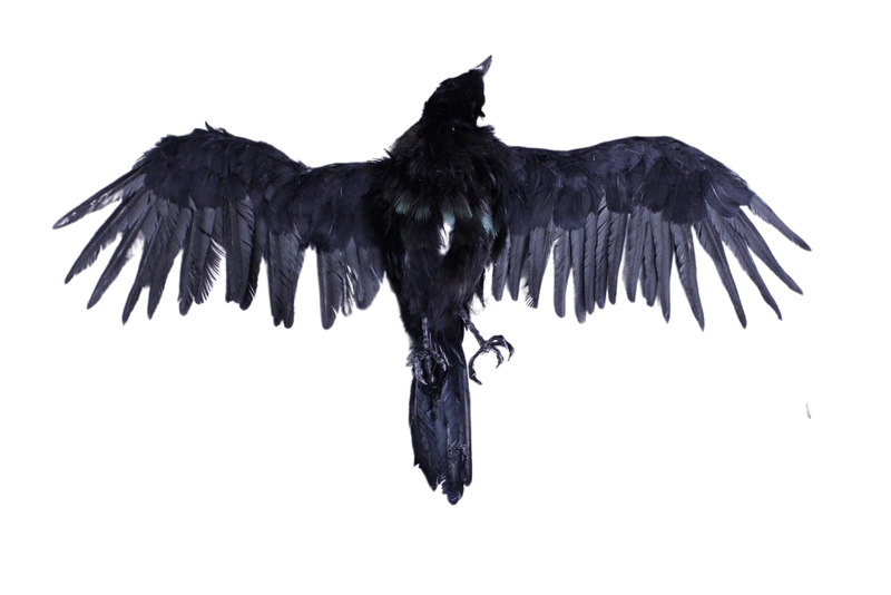 Replica Dead Crow Prop – Dapper Cadaver Props