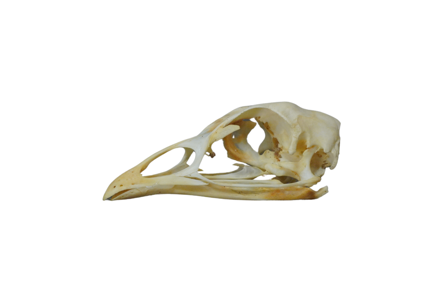 Turkey Skull – Dapper Cadaver Props