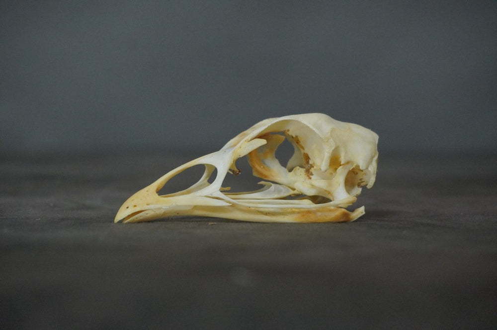 Turkey Skull – Dapper Cadaver Props