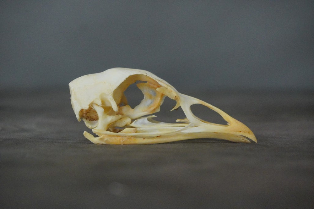 Turkey Skull – Dapper Cadaver Props