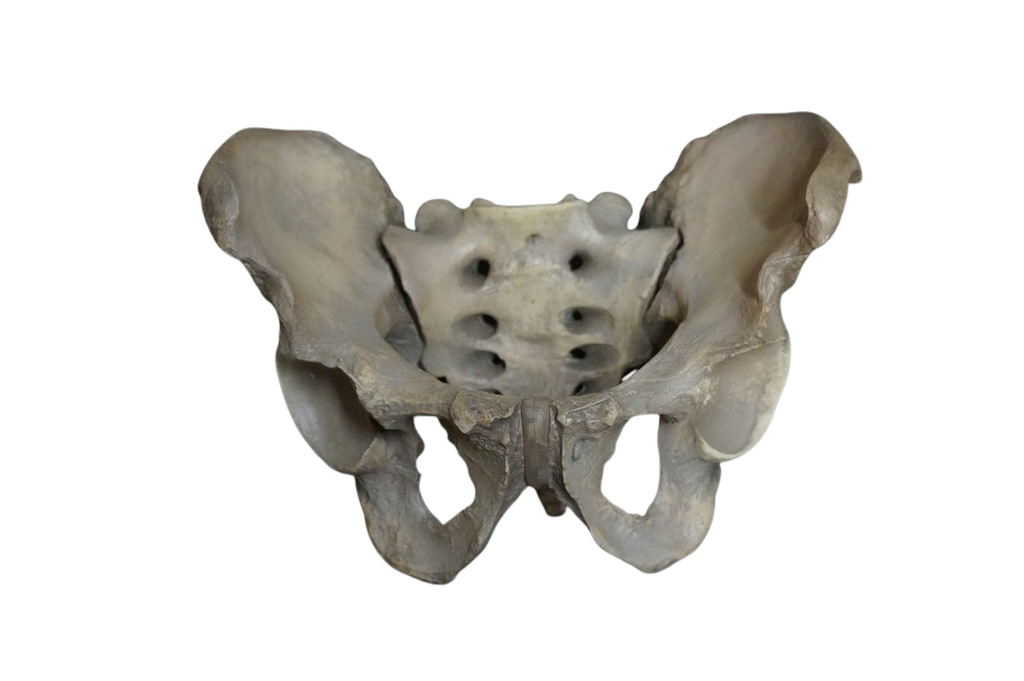 Human Male Pelvis Bone Replica – Dapper Cadaver Props