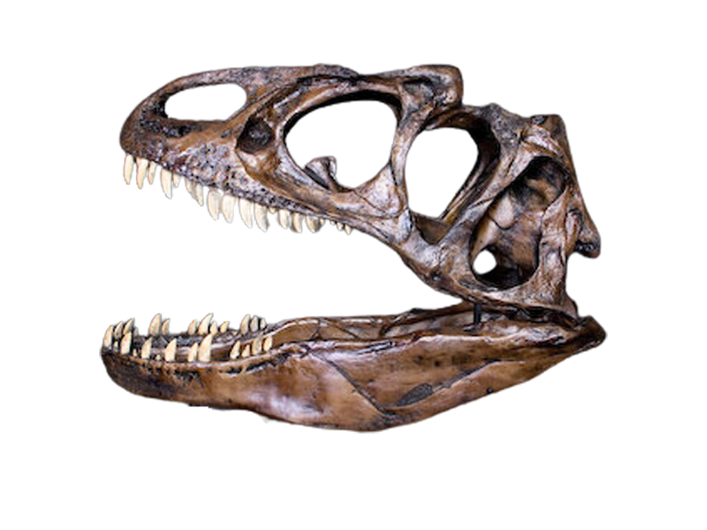 Allosaurus Skull Replica Rental – Dapper Cadaver Props