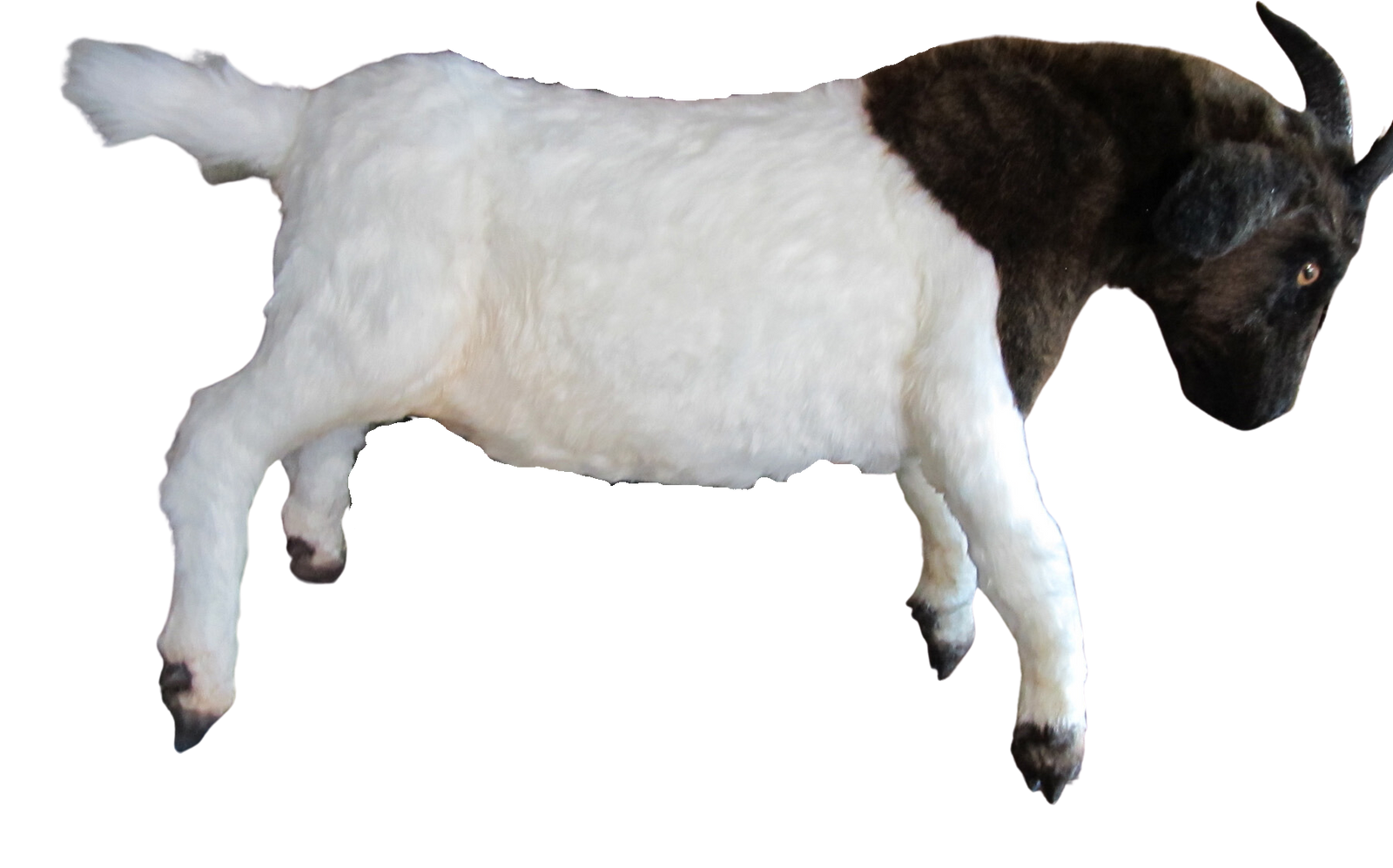 Boer Goat Prop - Special Order – Dapper Cadaver Props