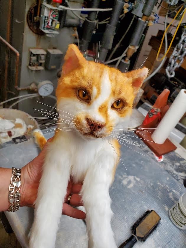 Lucky Calico Cat Prop – Dapper Cadaver Props