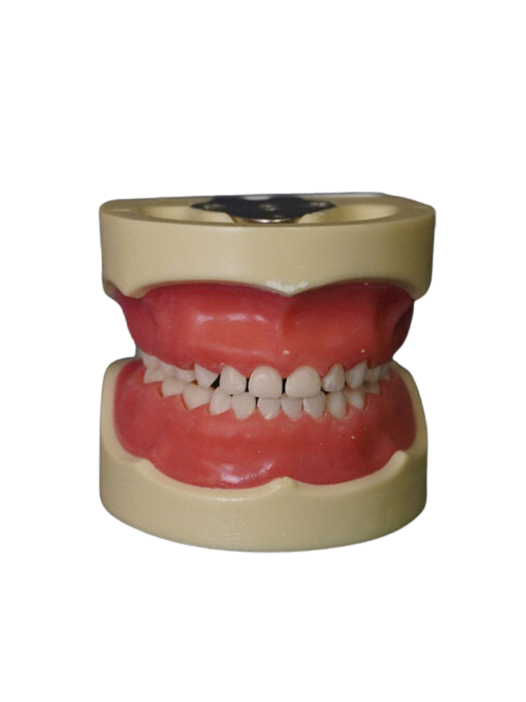 Child Dental Tooth Set – Dapper Cadaver Props