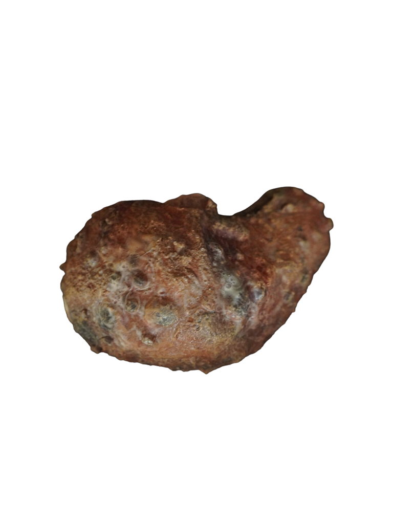 Cirrhosis Liver Prop Dapper Cadaver Props
