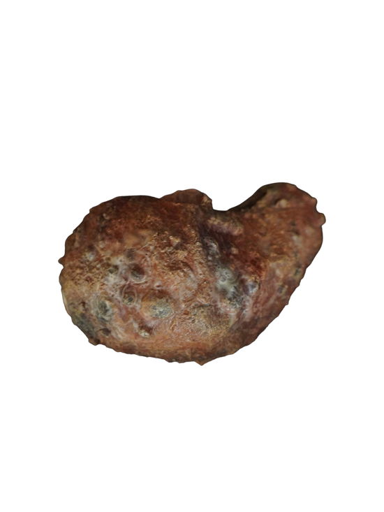 Cirrhosis Liver Prop – Dapper Cadaver Props